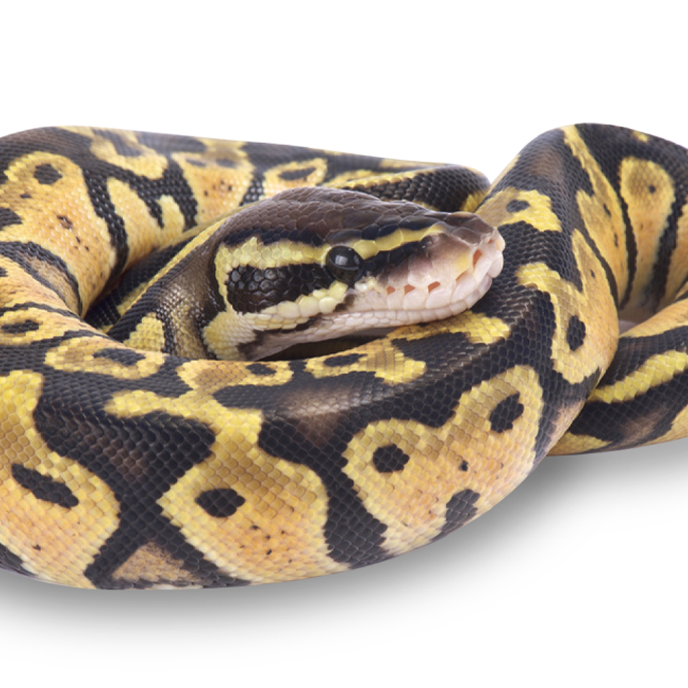 Ball Pythons– Reptilia