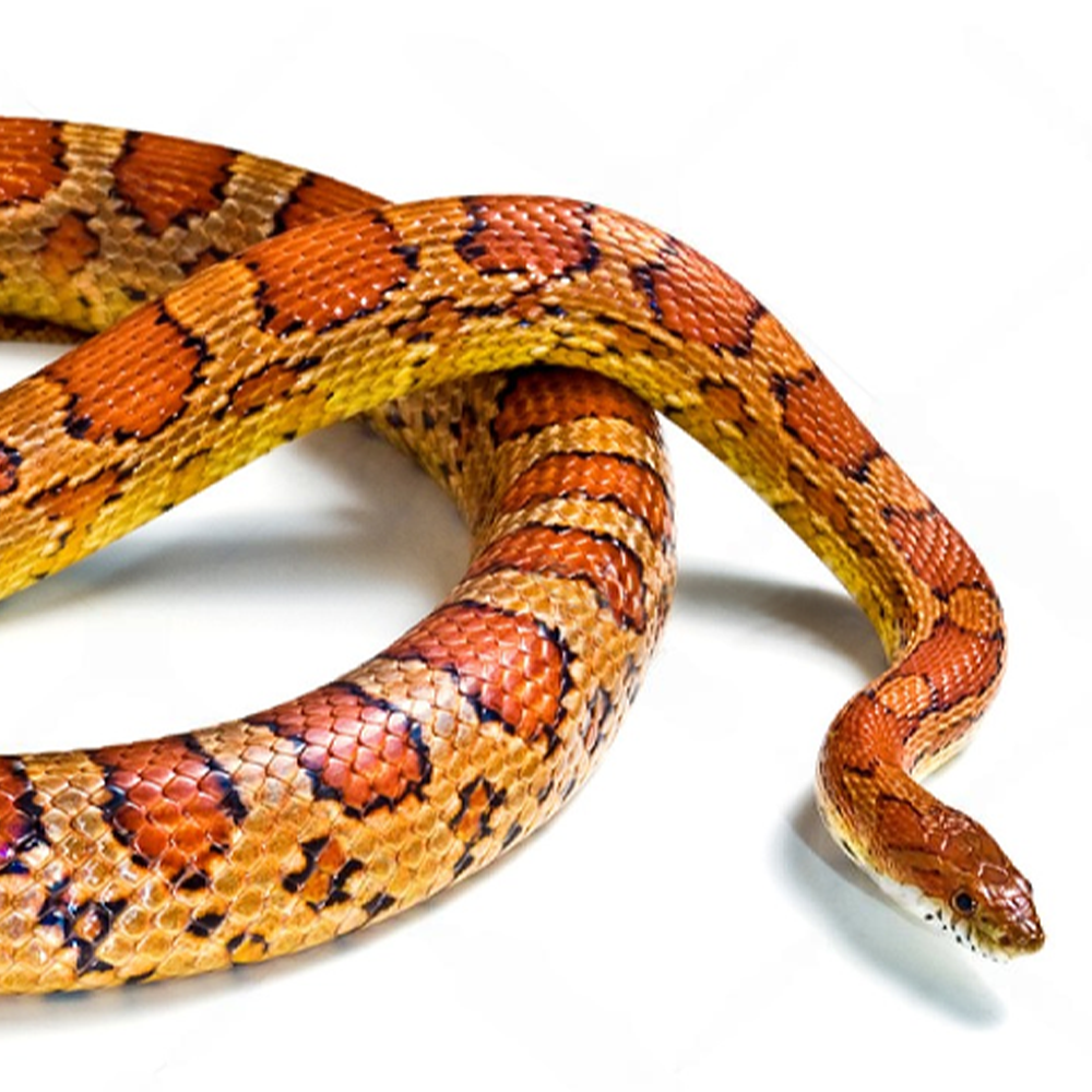 Corn Snakes for Sale in UAE | Buy Exotic Corn Snakes Online | Reptilia