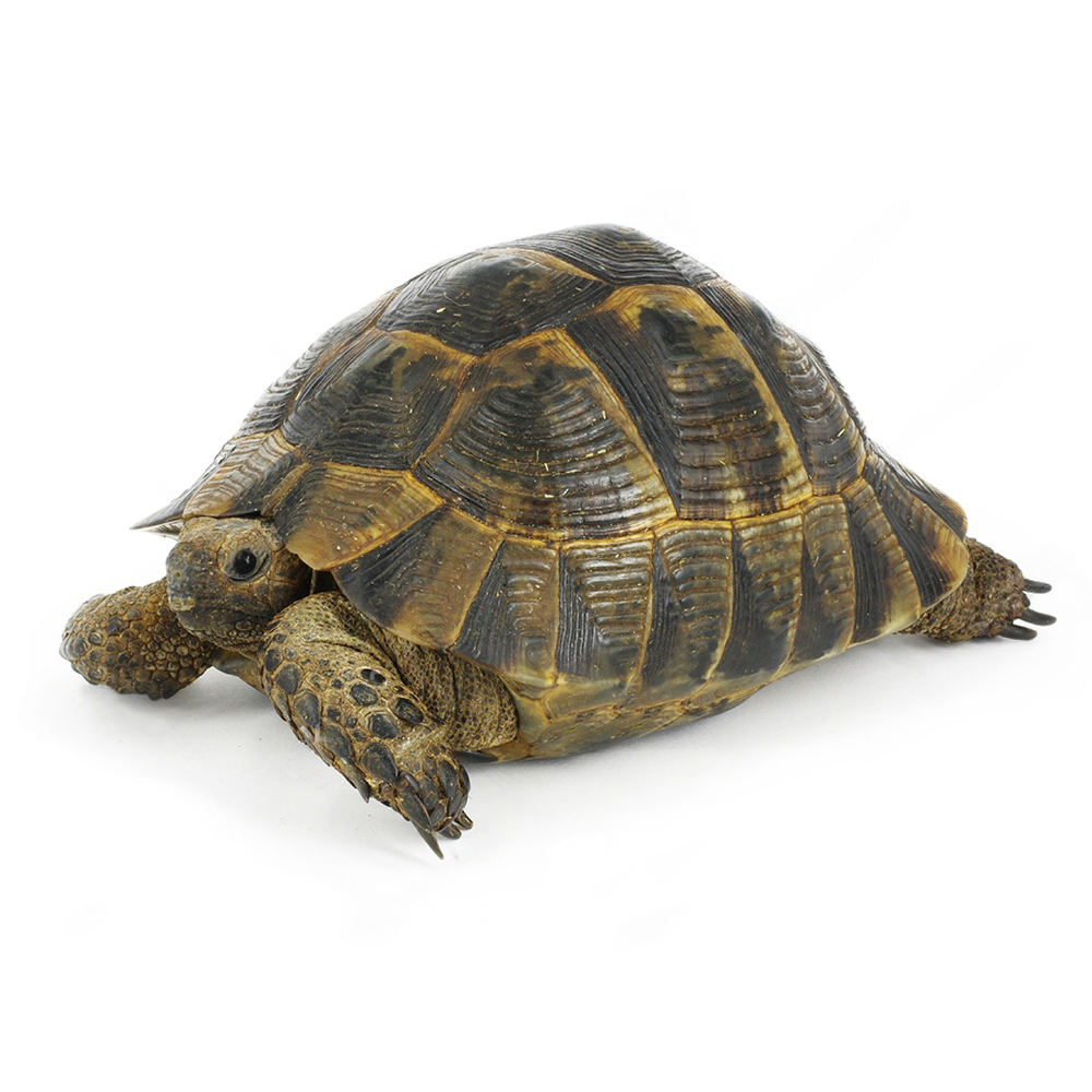 Greek Tortoises for Sale in UAE | Buy Exotic Greek Tortoises Online ...