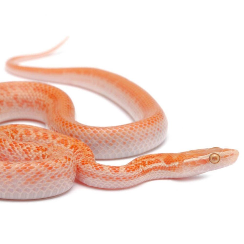 House Snakes for Sale in UAE | Buy Exotic House Snakes Online | Reptilia