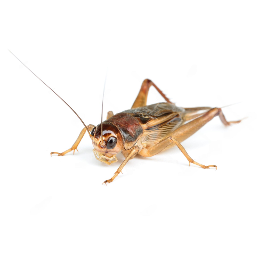 Live Feeders for Sale in UAE | Buy Exotic Live Feeders Online | Reptilia