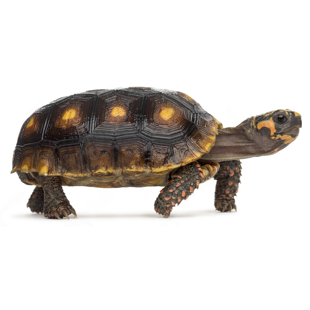 Red-Footed Tortoises for Sale in UAE | Buy Exotic Red-Footed Tortoises ...
