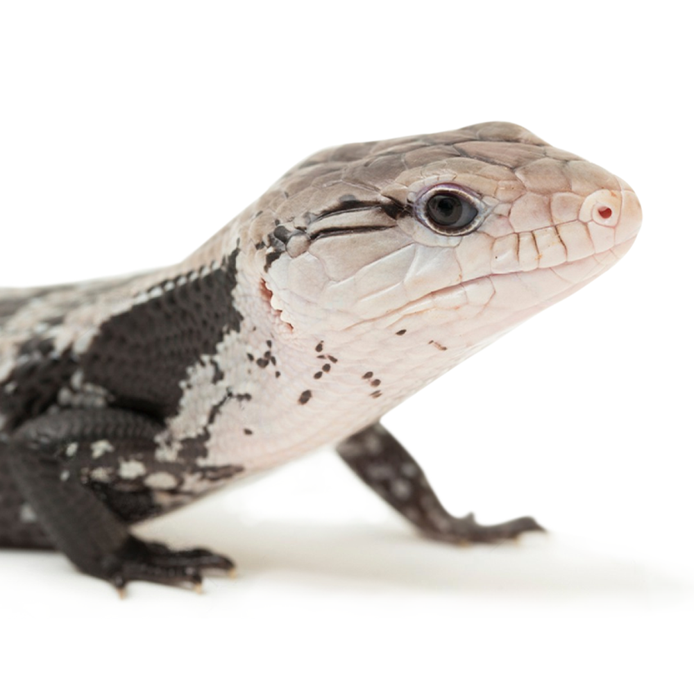 Skinks for Sale in UAE | Buy Exotic Skinks Online | Reptilia