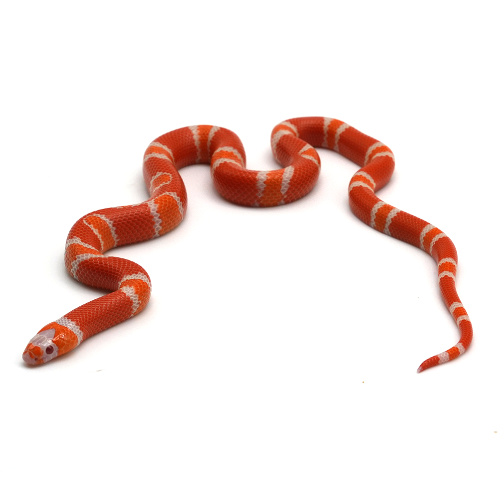 Albino Tangerine Honduran Milk Snake– Reptiles Store