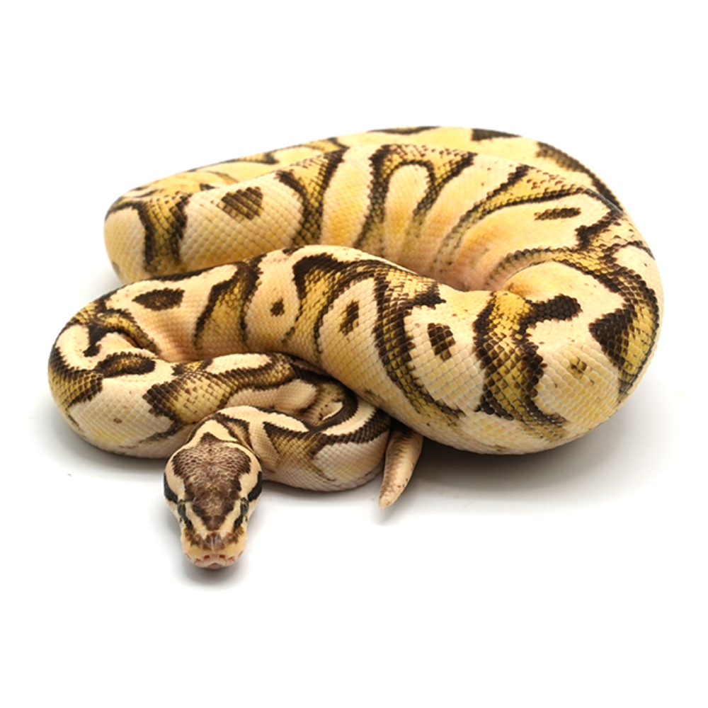 Pastel Orange Dream Fire Yellow Belly Ball Python– Reptilia