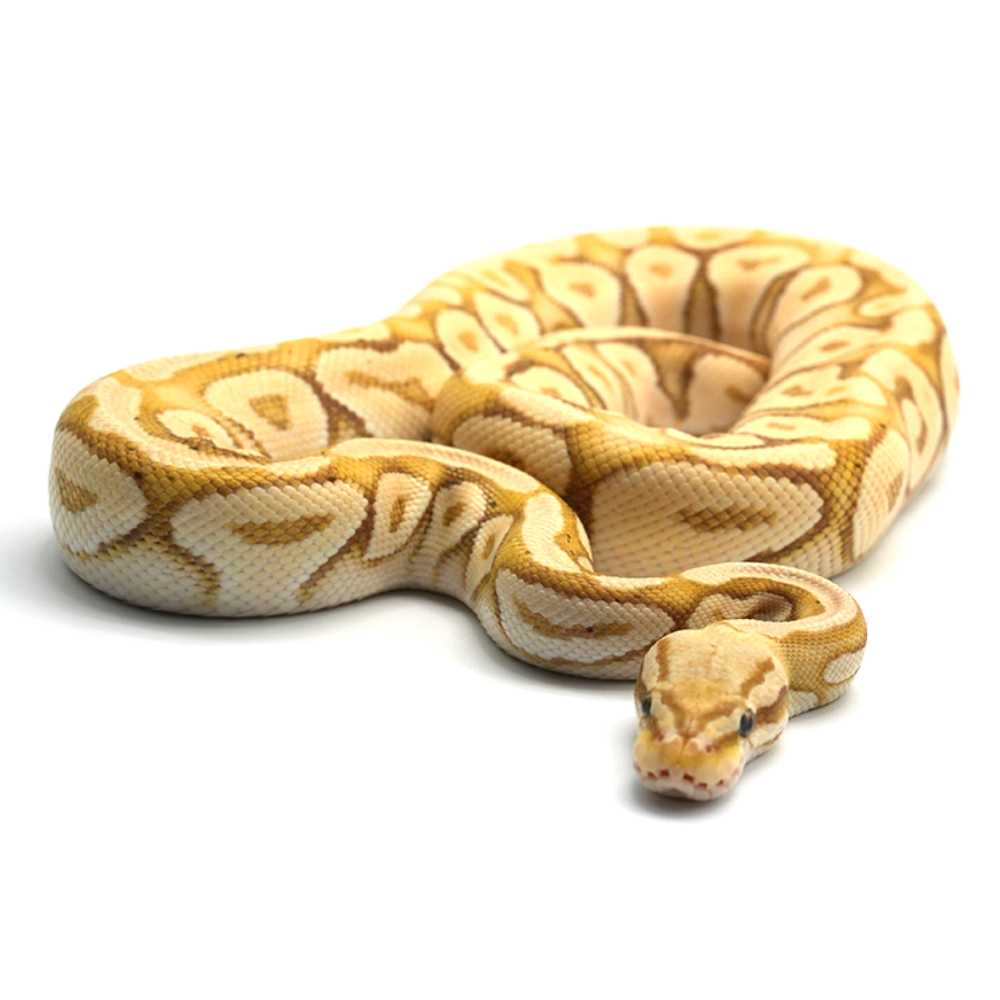 Pastel Coral Glow Yellow Belly pos Phantom Ball Python– Reptilia