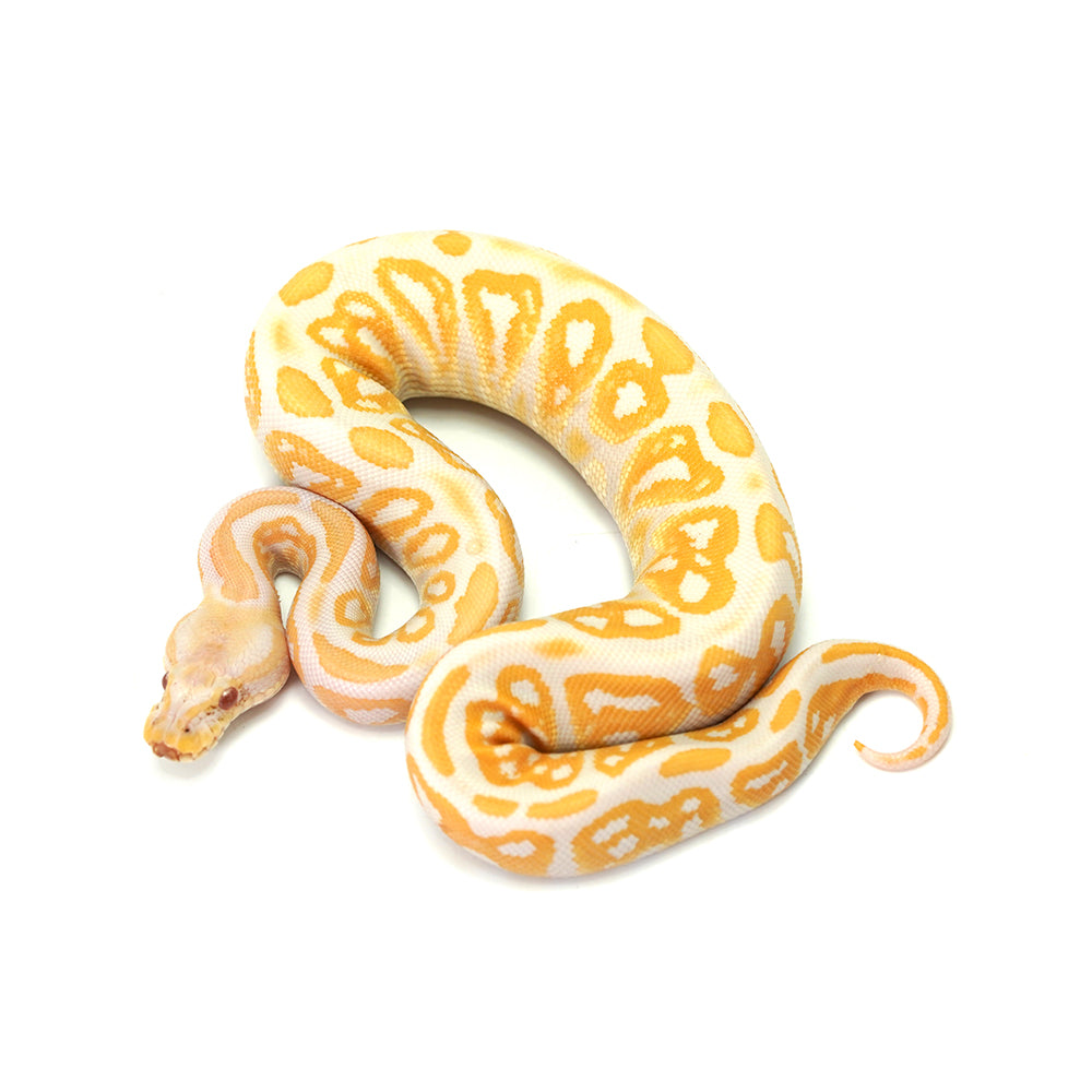 Albino Black Pastel Ball Python | for Sale| Reptilia