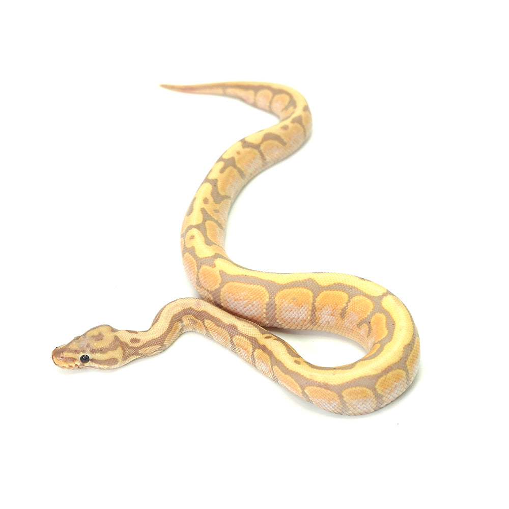 Banana Enchi Spotnose Ball Python | for Sale| Reptilia