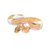 Banana Pied (MW) Ball Python | for Sale| Reptilia