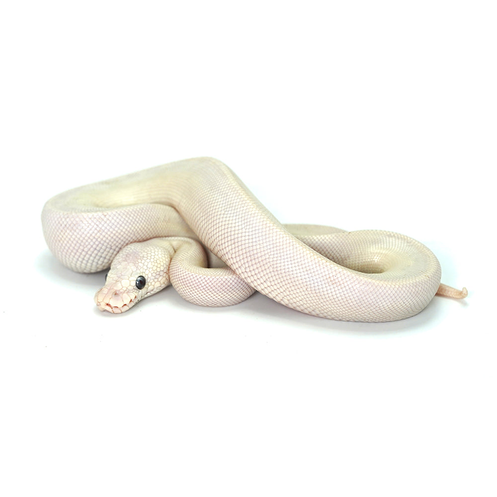 Blue Eye Leucistic Ball Python | for Sale| Reptilia