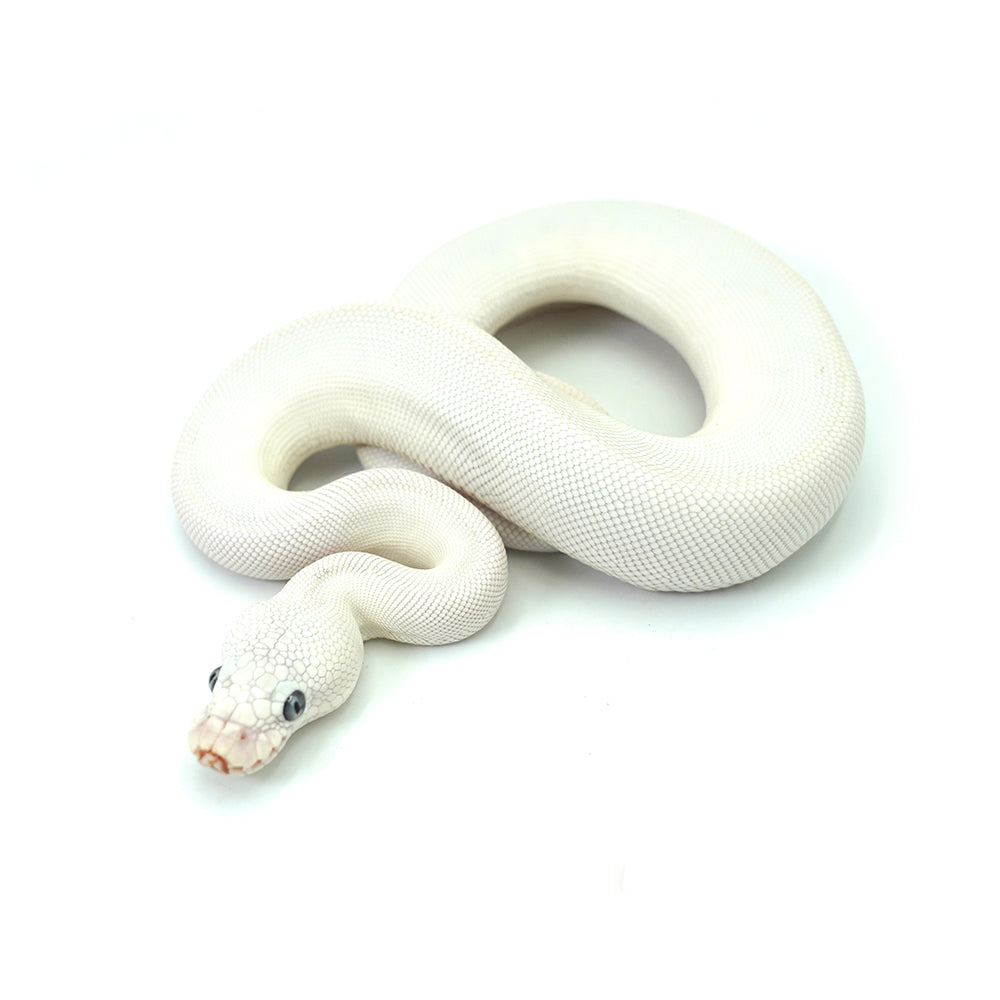 Blue Eye Leucistic Ball Python | for Sale| Reptilia