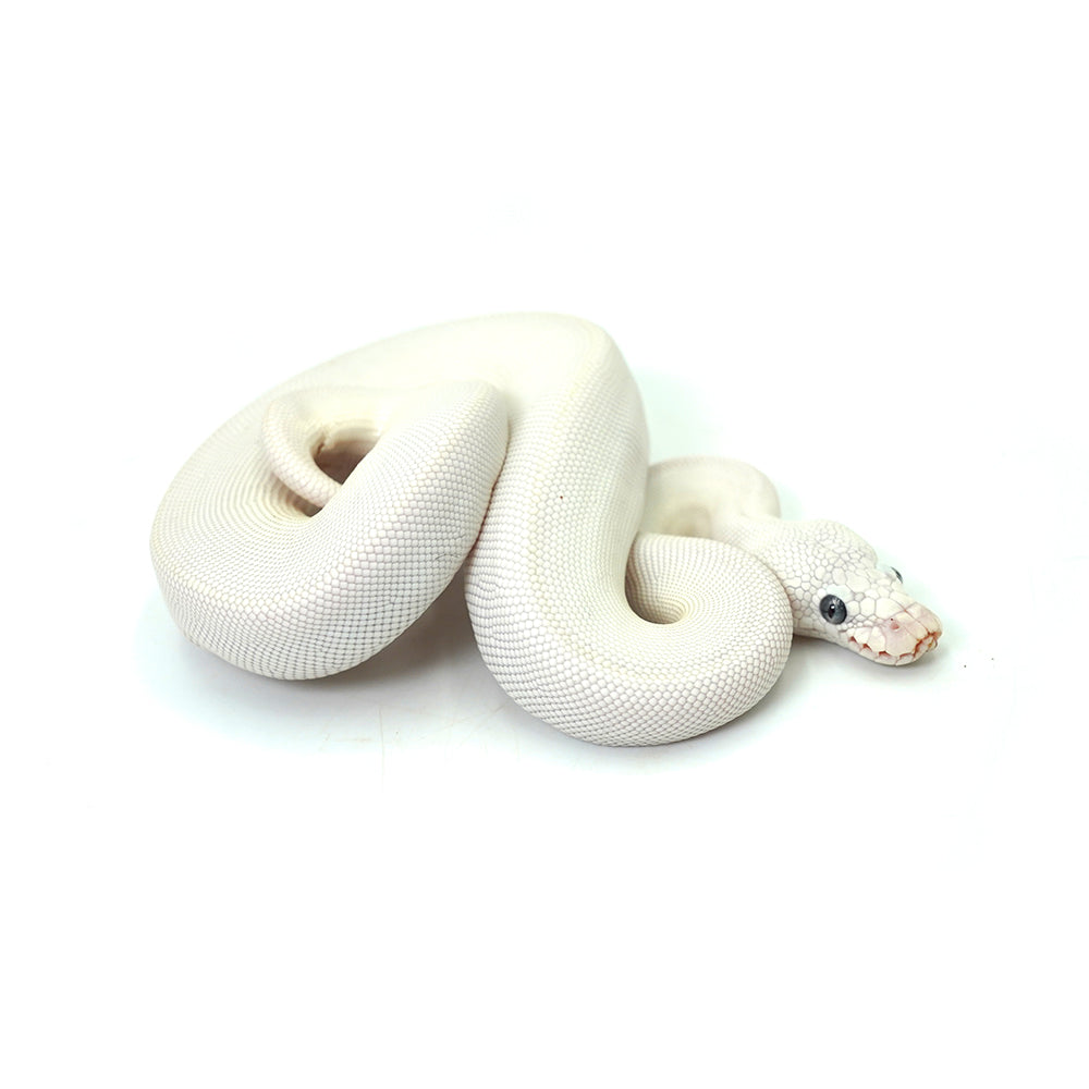 Blue Eye Leucistic Ball Python | for Sale| Reptilia