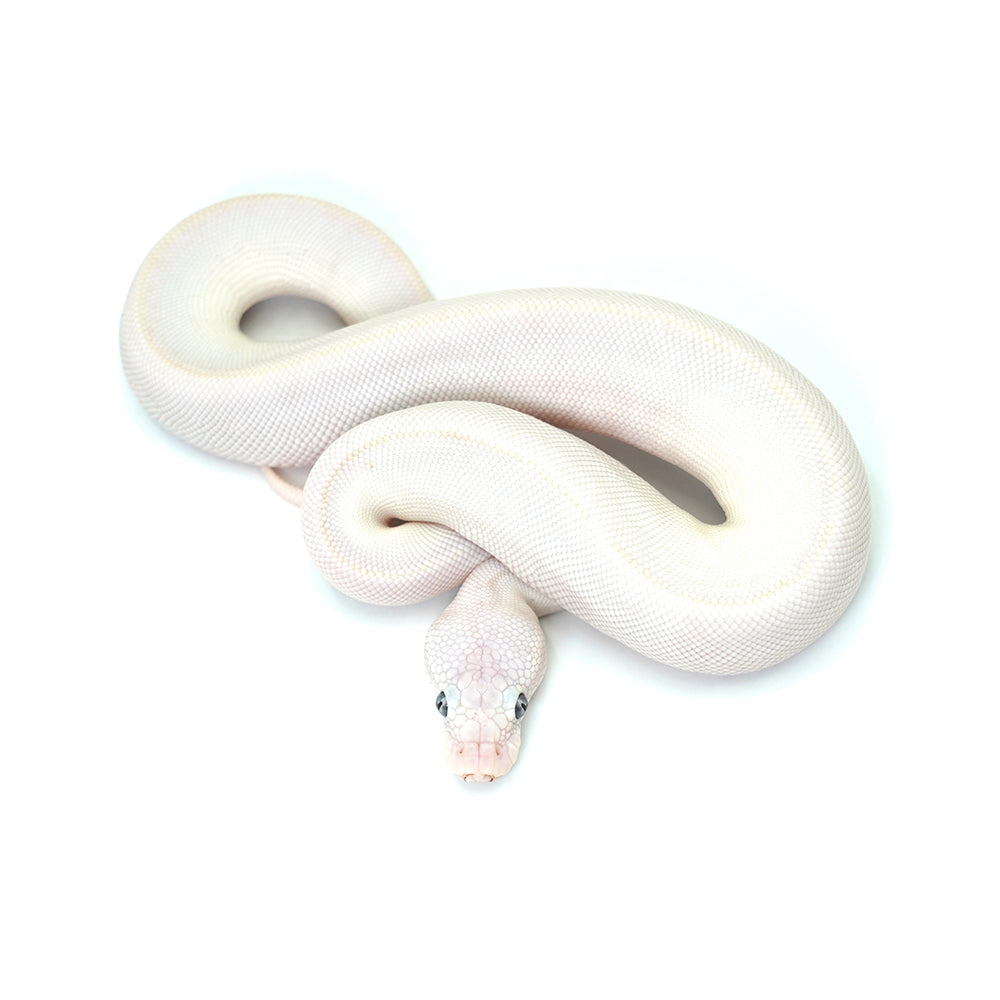 Blue Eye Leucistic Ball Python | for Sale| Reptilia