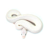 Blue Eye Leucistic Ball Python | for Sale| Reptilia