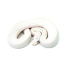 Blue Eye Leucistic Ball Python | for Sale| Reptilia