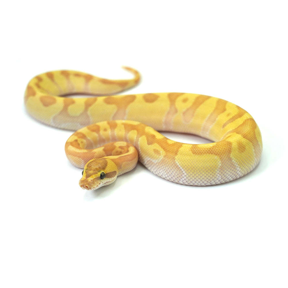 Banana Super Enchi Butter Ball Python | for Sale| Reptilia