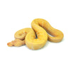 Albino Pin Ball Python | for Sale| Reptilia
