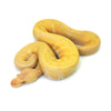 Albino Pin Ball Python | for Sale| Reptilia